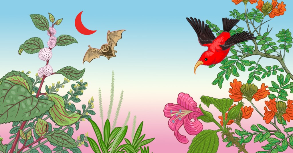 Hanafuda Pilina – Hanafuda Hawaii